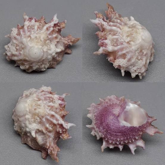 shellauction.net :: Astralium rhodostomum - 3777576