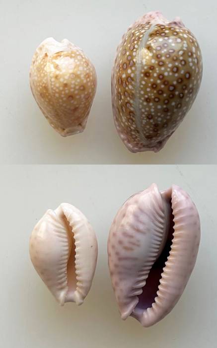 shellauction.net :: Naria marginalis and melocellata f. - 3778178