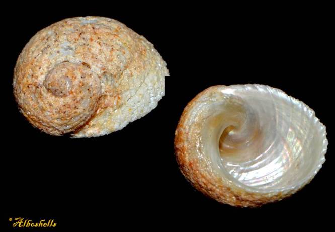 shellauction.net :: Granata imbricata - 3778192