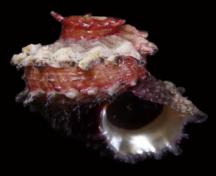 shellauction.net :: Angaria species - 3778294