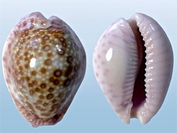shellauction.net :: Naria marginalis - 3778357