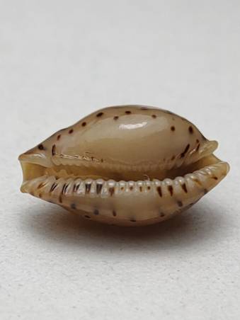 shellauction.net :: Naria beckii - 3778365