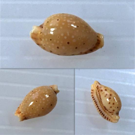 shellauction.net :: Naria beckii - 3778410