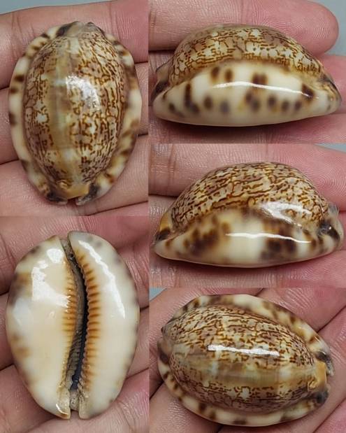 shellauction.net :: Mauritia arabica - 3778454