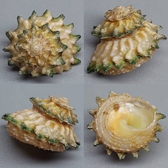 shellauction.net :: Astralium calcar - 3778496