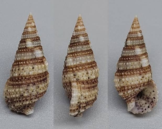 shellauction.net :: Cerithium zonatum - 3778627