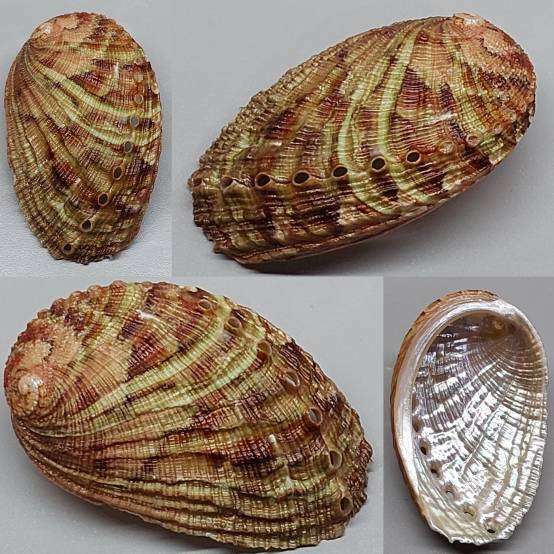 shellauction.net :: Haliotis planata - 3778657