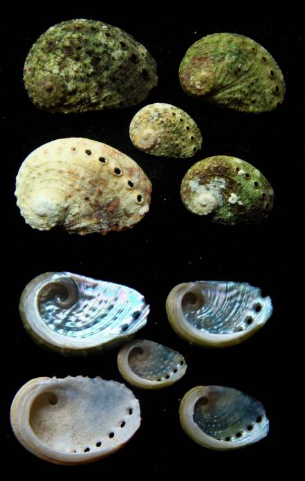 shellauction.net :: Haliotis pustulata - 3778689