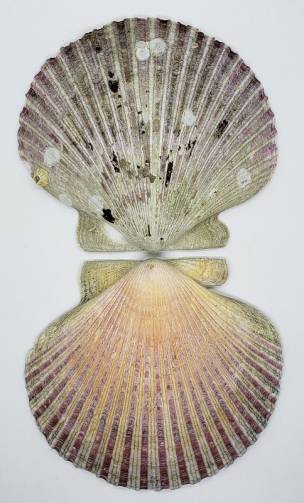 shellauction.net :: Argopecten purpuratus - 3778709