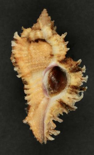 shellauction.net :: Chicomurex laciniatus - 3778772