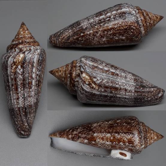 shellauction.net :: Conus gloriamaris - 3778930