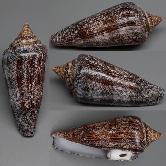 shellauction.net :: Conus gloriamaris - 3778931