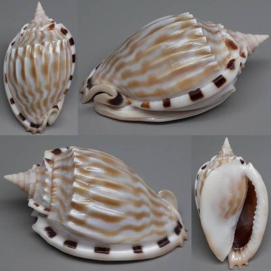 shellauction.net :: Phalium fimbria - 3778968