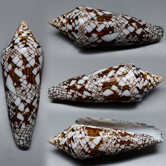 shellauction.net :: Conus sumbawaensis - 3779009
