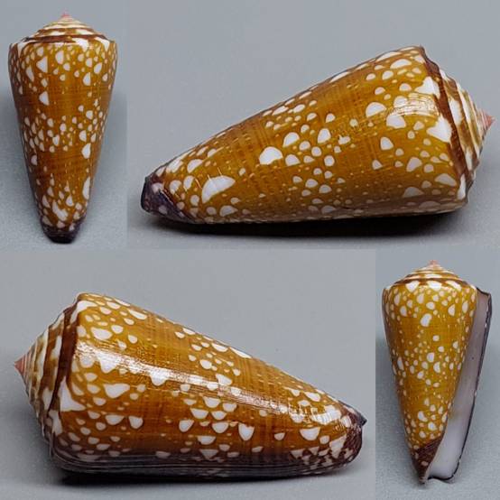 shellauction.net :: Conus nobilis victor - 3779136