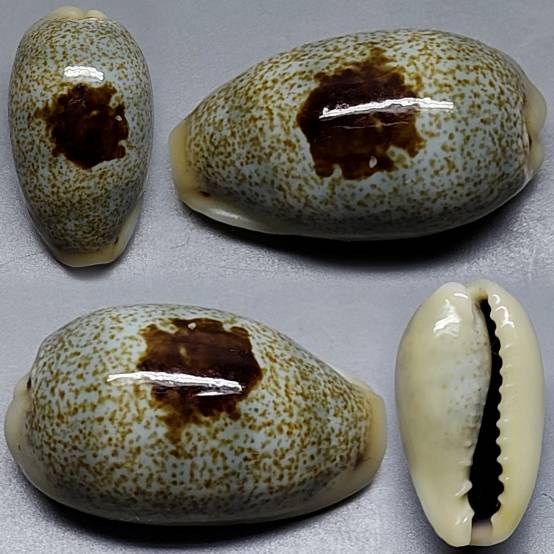 shellauction.net :: Erronea errones - 3779275