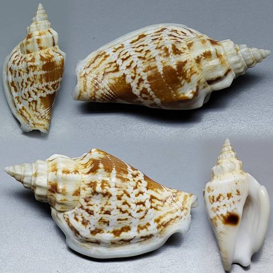 shellauction.net :: Ministrombus variabilis - 3779321