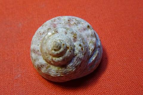 shellauction.net :: Gibbula magus - 3779339