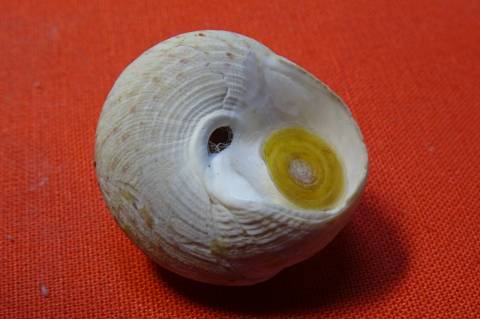 shellauction.net :: Gibbula magus - 3779339