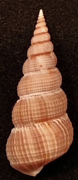 shellauction.net :: Amaea ferminiana - 3779471