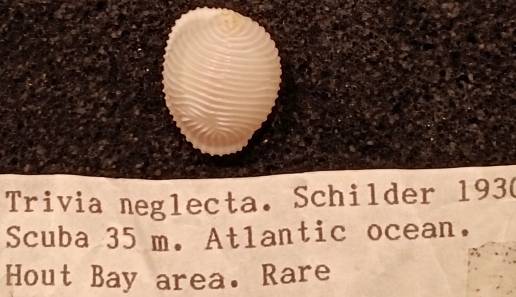 shellauction.net :: Trivia neglecta - 3779475