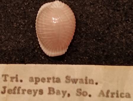 shellauction.net :: Trivia aperta - 3779489