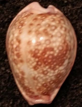 shellauction.net :: Cypraea marginalis - 3779504