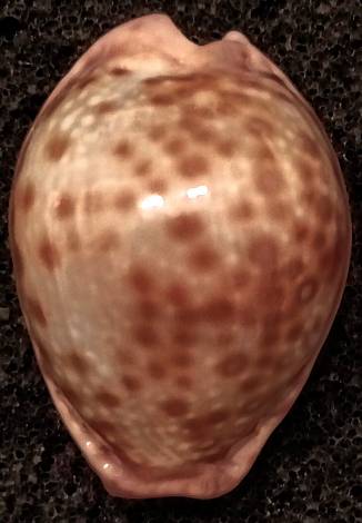 shellauction.net :: Cypraea marginalis - 3779508