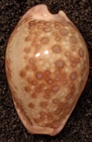 shellauction.net :: Cypraea marginalis - 3779516