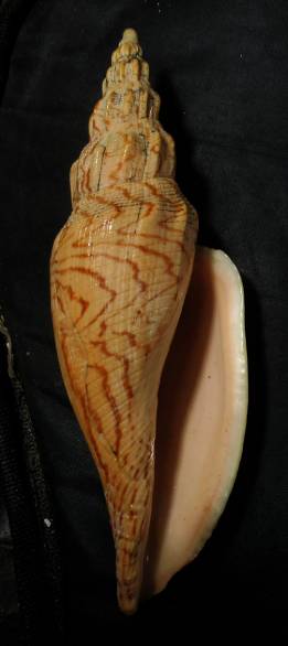 shellauction.net :: Fulgoraria humerosa - 3779552