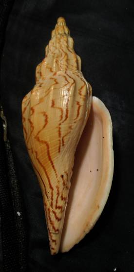 shellauction.net :: Fulgoraria humerosa - 3779554