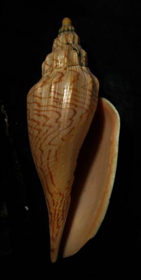 shellauction.net :: Fulgoraria humerosa - 3779555