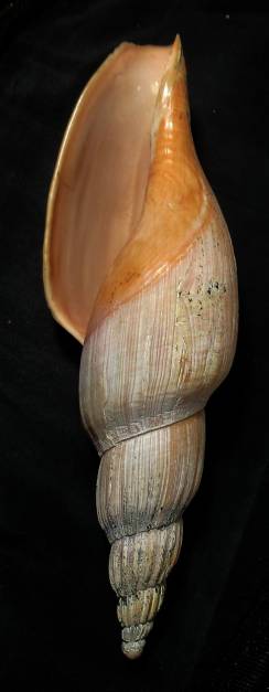 shellauction.net :: Fulgoraria allaryi - 3779563