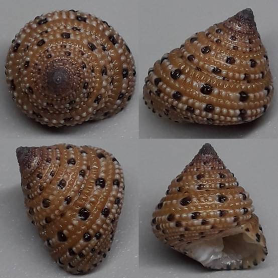 shellauction.net :: Clanculus margaritarius - 3779716