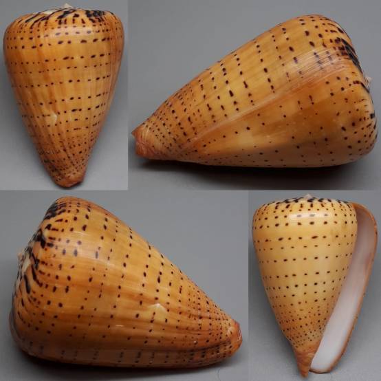 shellauction.net :: Conus betulinus - 3779723