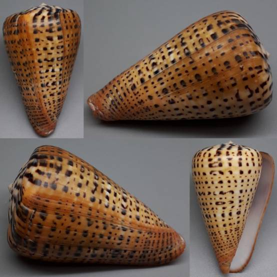 shellauction.net :: Conus betulinus - 3779724