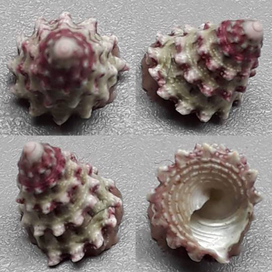 shellauction.net :: Trochus cumingii - 3780005