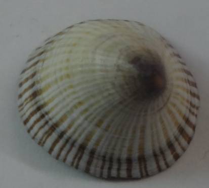 shellauction.net :: Siphonaria lessoni - 3780343