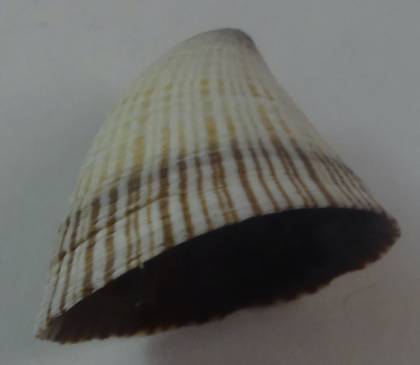 shellauction.net :: Siphonaria lessoni - 3780343
