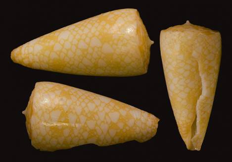 shellauction.net :: Conus nobilis friedae - 3780618