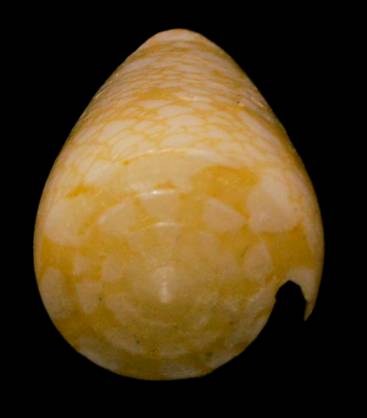 shellauction.net :: Conus nobilis friedae - 3780618