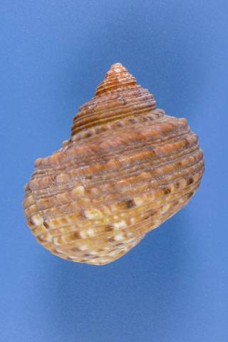 shellauction.net :: Turbo laetus - 3780898