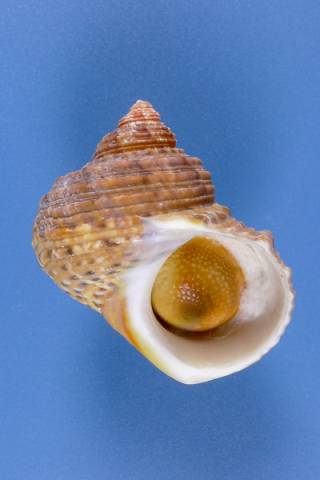 shellauction.net :: Turbo laetus - 3780898