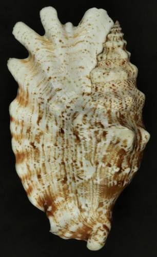 shellauction.net :: Strombus sinuatus - 3781265