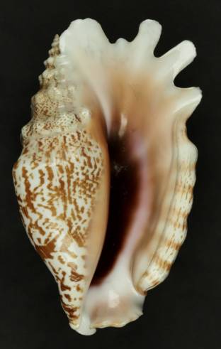 shellauction.net :: Strombus sinuatus - 3781265