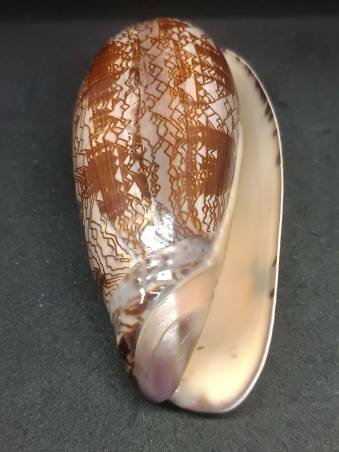 shellauction.net :: Oliva porphyria - 3781267