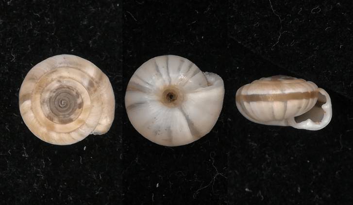 shellauction.net :: Metodontia wenxianensis - 3781288