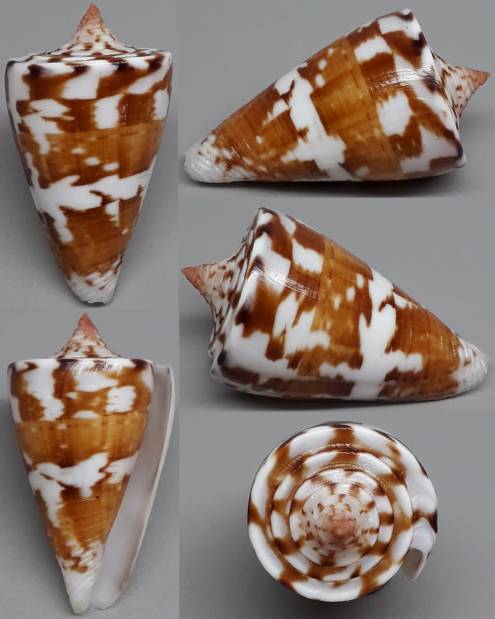 shellauction.net :: Conus eximius - 3781345