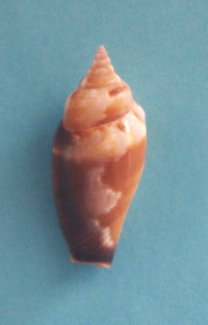 shellauction.net :: Strombus fragilis - 3781722