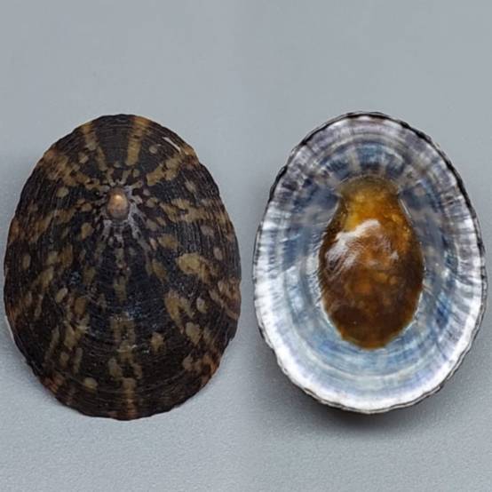 shellauction.net :: Patella testudinaria - 3782032